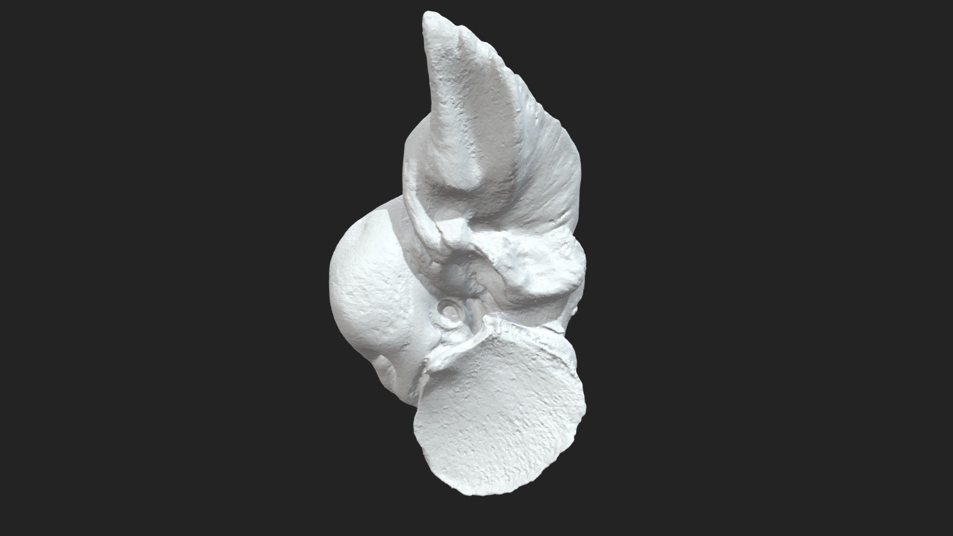 Mesoplodon densirostris_USNM484996_pe - 3D model by Gunma Museum of ...