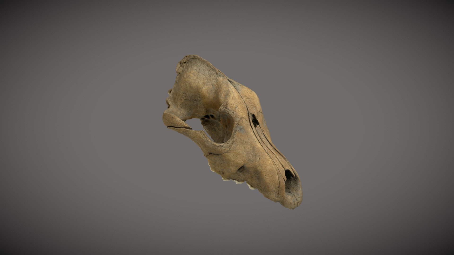 Dog Skull 2 - 3D model by mmoscarello [5050fc6] - Sketchfab
