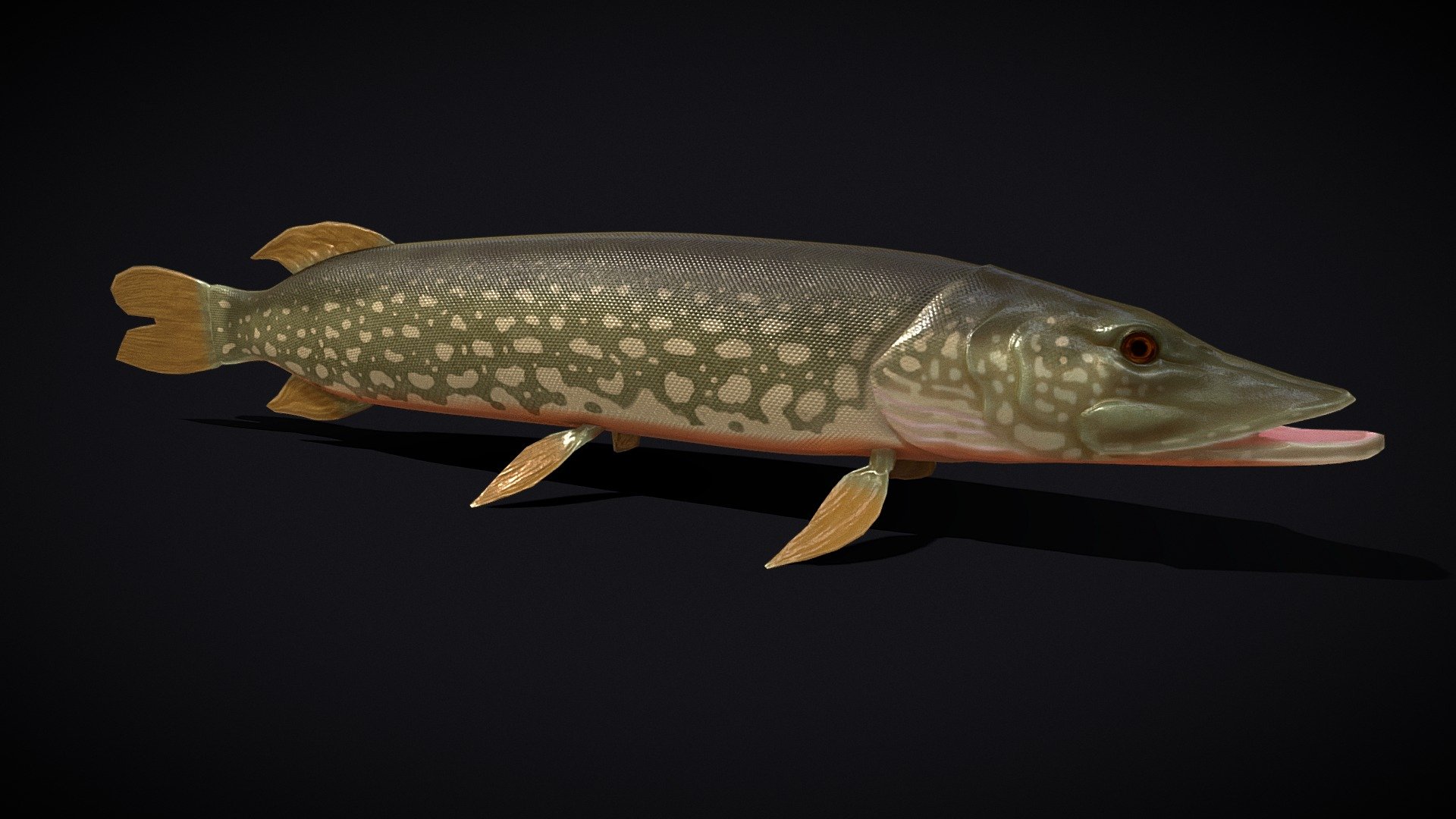 Northern Spotted Pike - Buy Royalty Free 3D model by ...