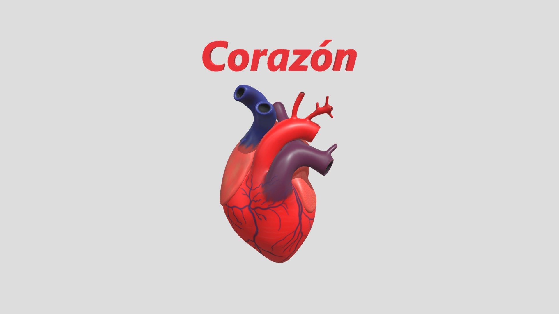 Corazón - 3D model by bercueva38 [5062dfb] - Sketchfab