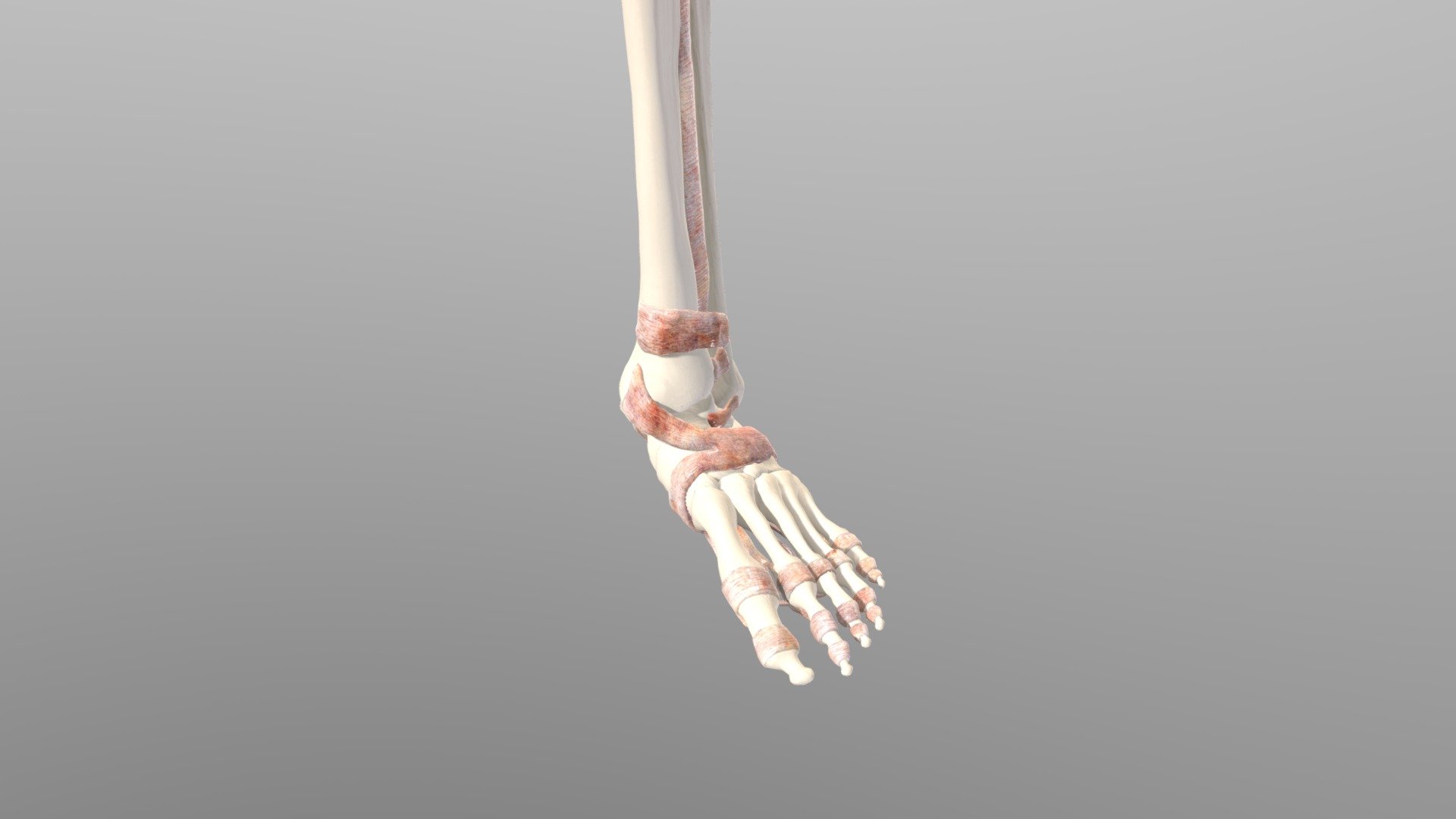 Leg bones and ligaments - 3D model by Snorkle [5065bac] - Sketchfab