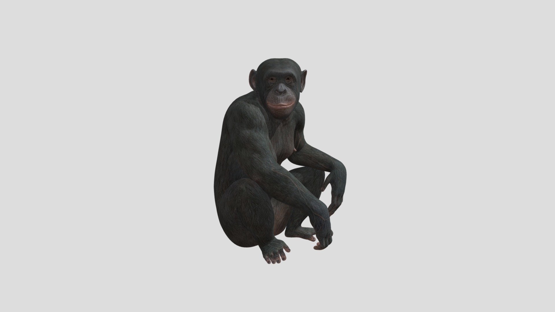 The Ape - Download Free 3D model by ari20alfian [506777b] - Sketchfab