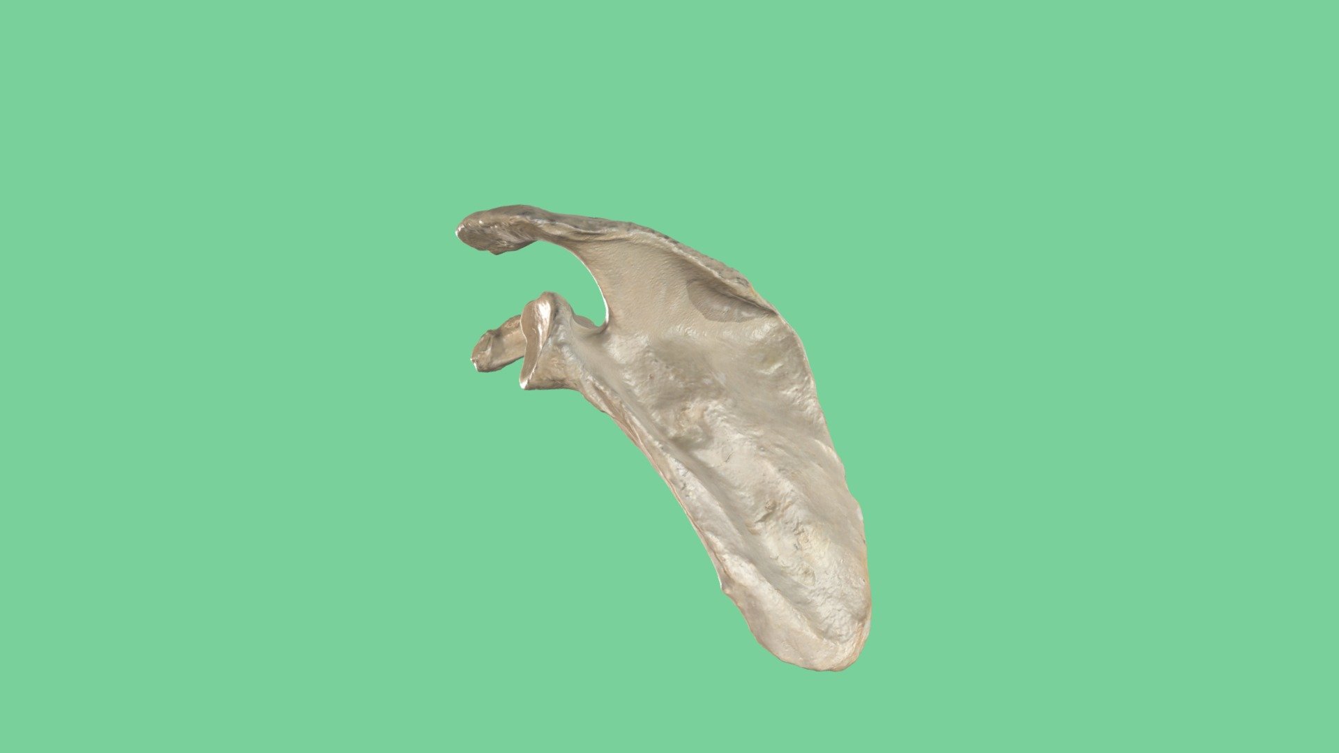 Scapula - 3D model by Institute of Anatomy Rostock (@Alexander ...