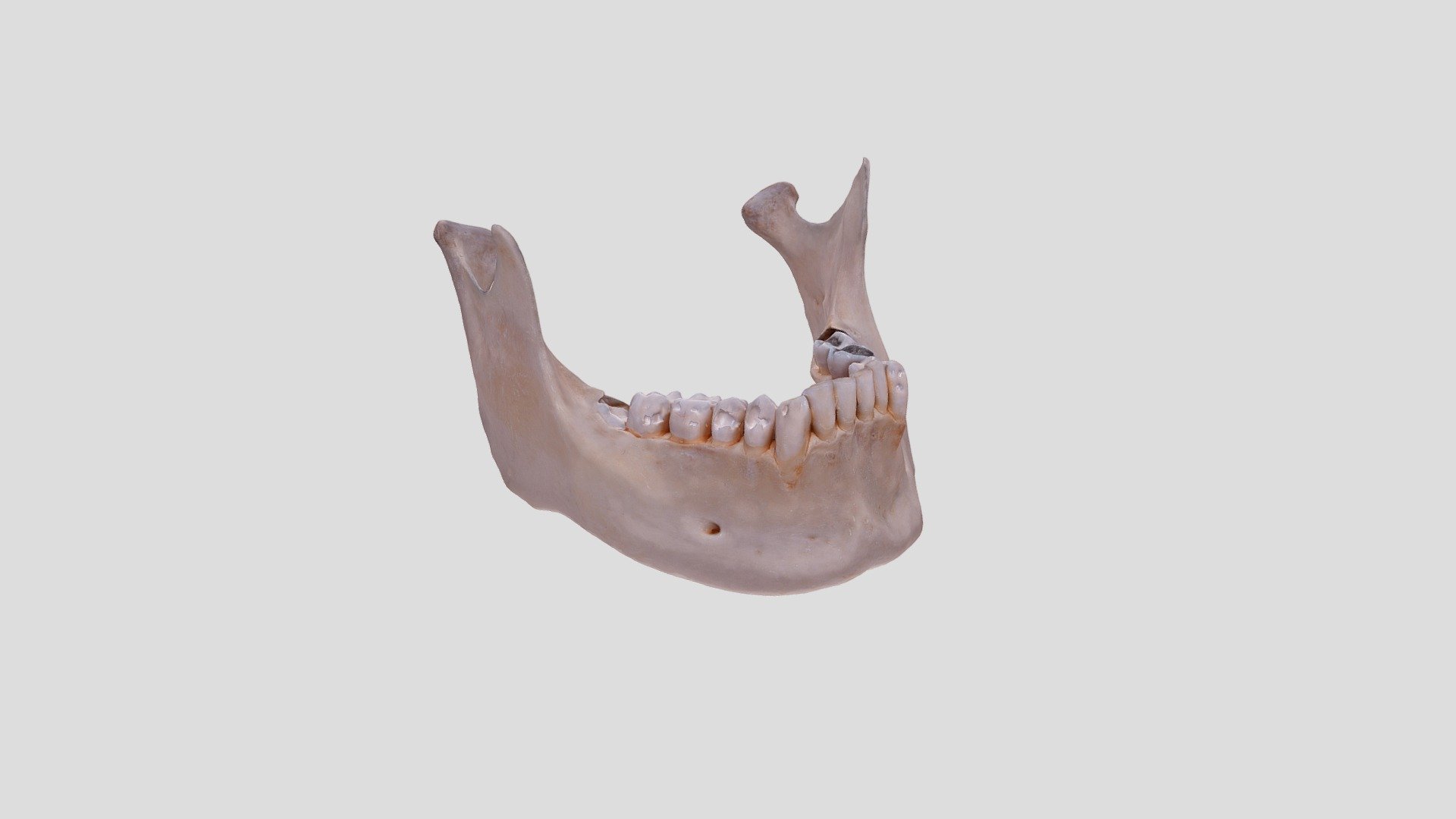 Mandible, teeth - 3D model by kucharm [506ef8b] - Sketchfab