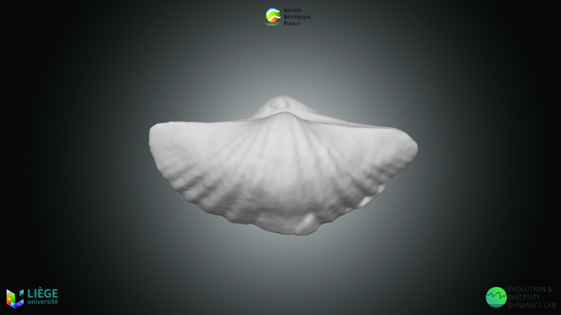 Brachiopode - Angiospirifer trigonalis - Download Free 3D model by ...