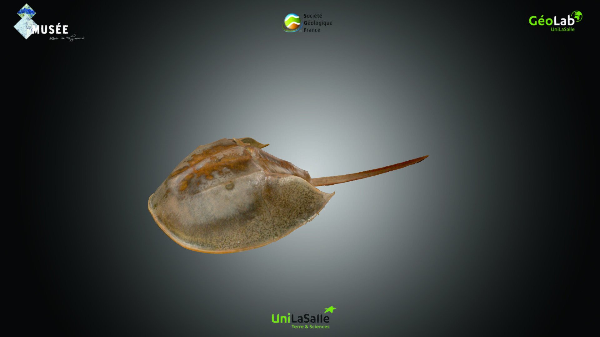 Arthropode - Limulus polyphemus - Download Free 3D model by Société ...