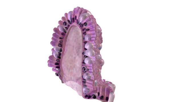 Duodenum 3D models - Sketchfab
