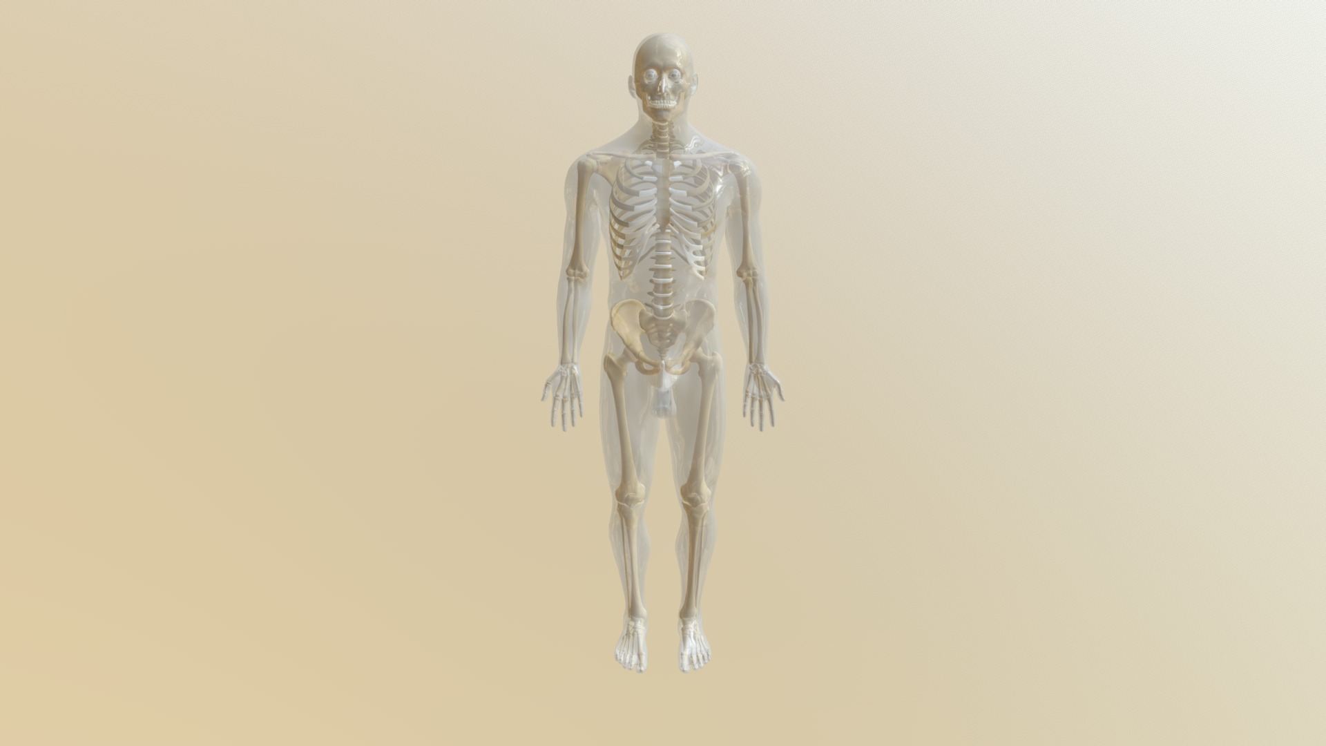 Male Test - 3D model by Medi-Mation [508ba02] - Sketchfab