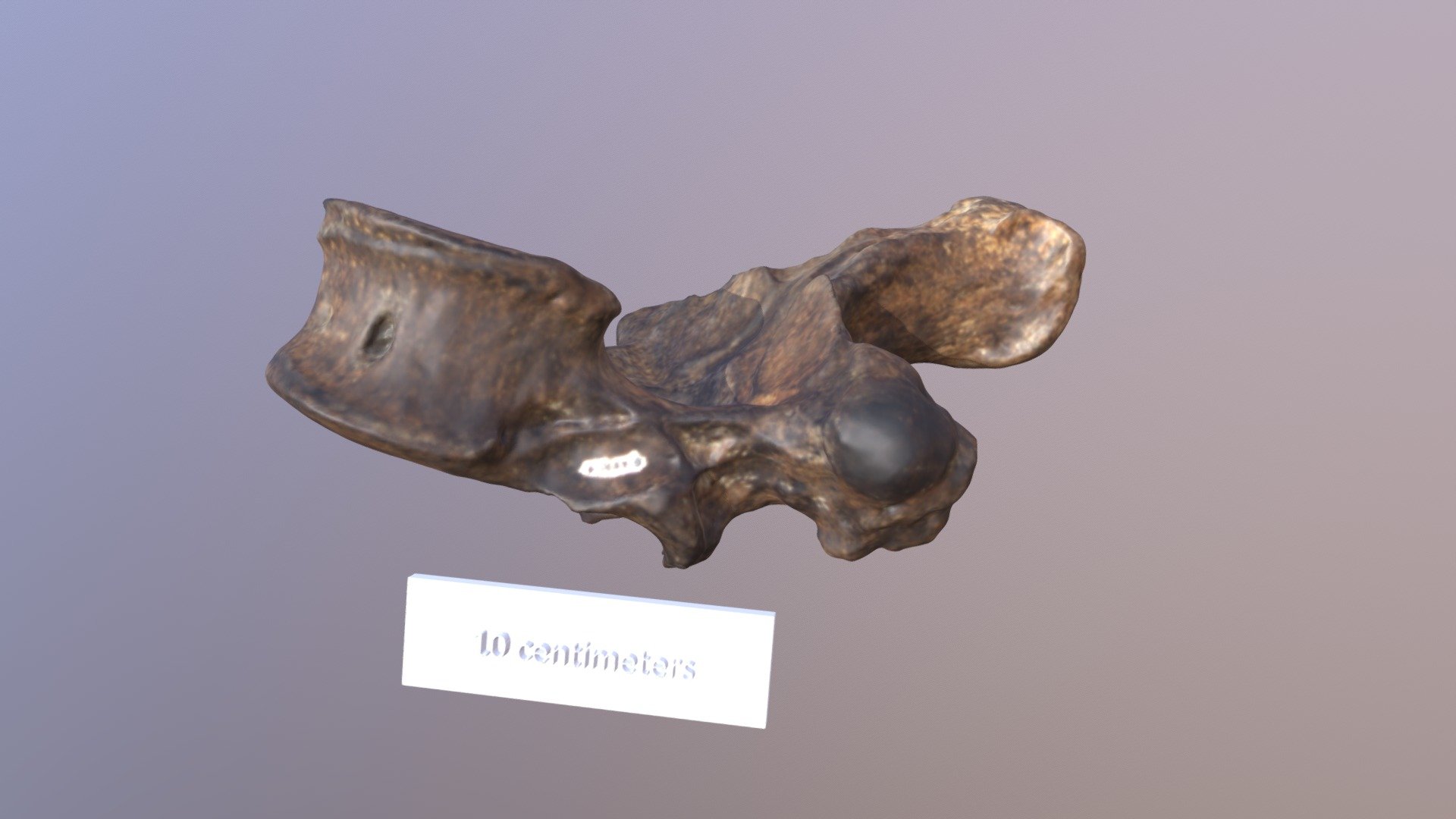 Megalonyx Thoracic Vert 8 (VCU_3D_3769) - 3D model by Virtual Curation Lab (@virtualcurationlab ...