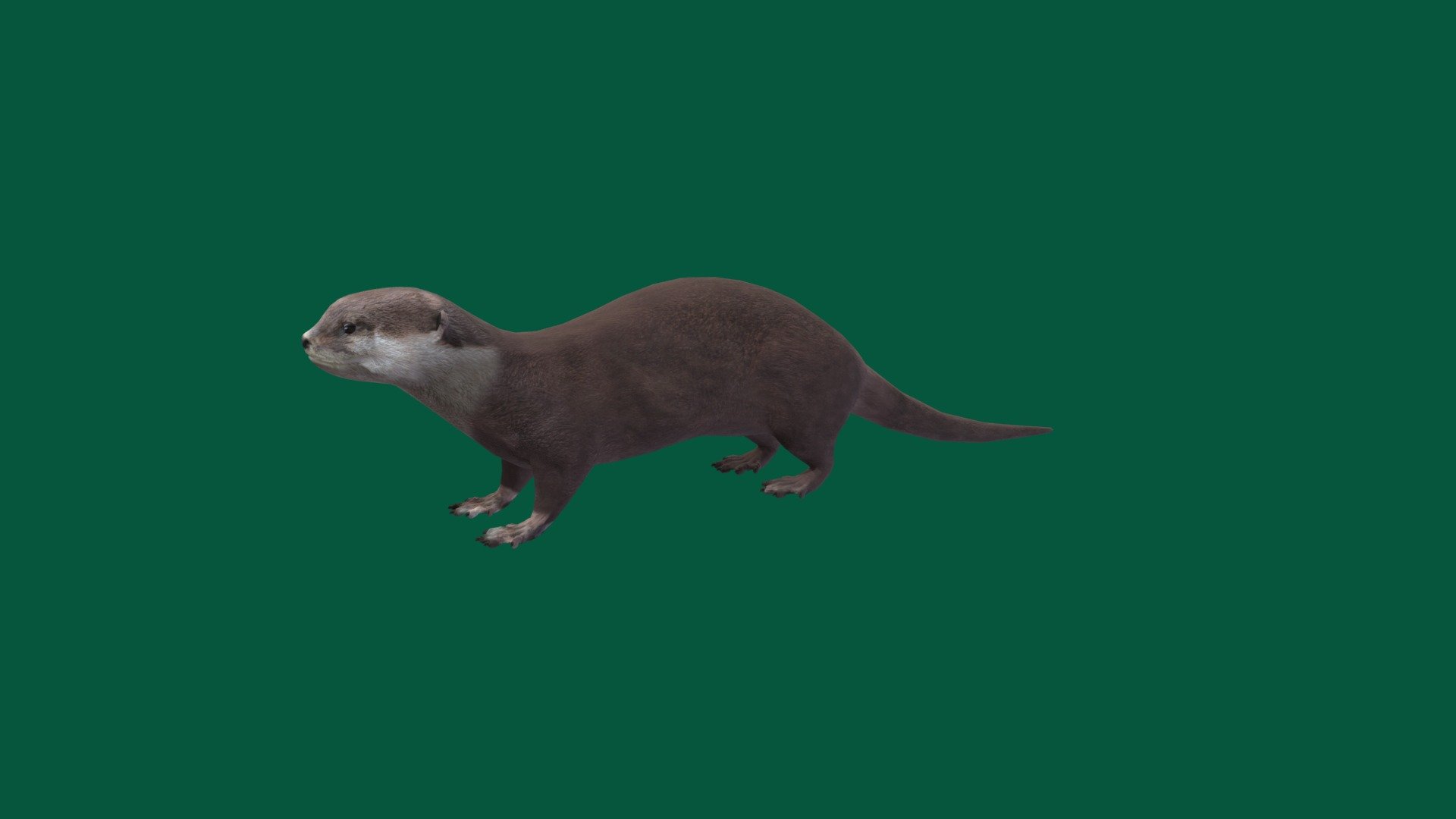 Otter (Low Poly) - 3D model by Nyilonelycompany [5098dde] - Sketchfab
