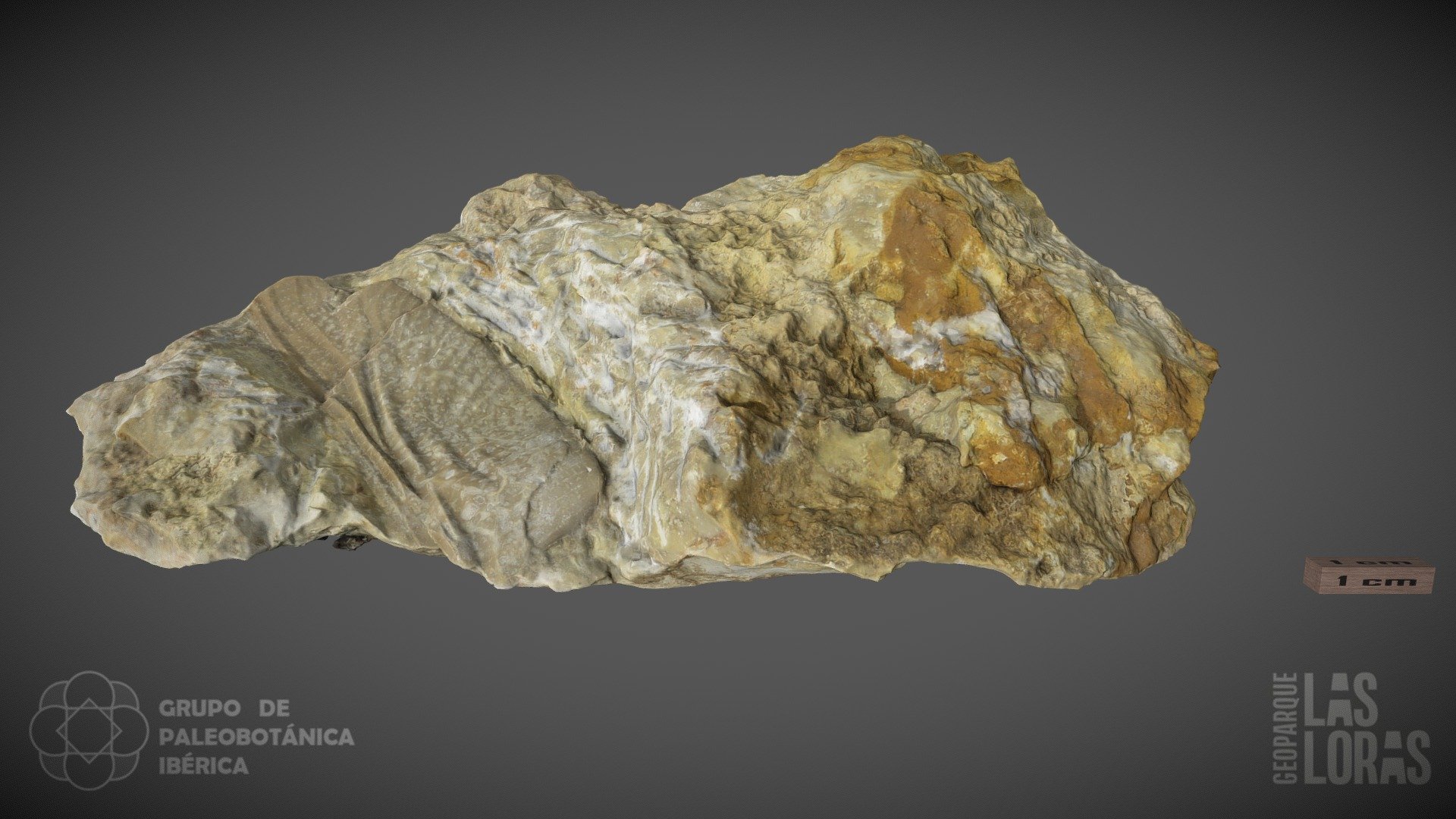 Ala fósil de libélula / Dragonfly fossil wing - 3D model by Museo ...