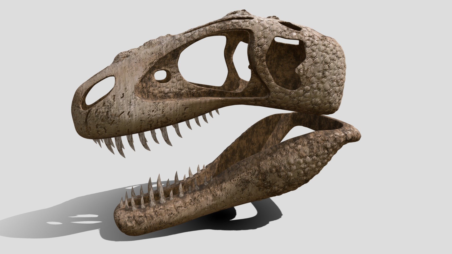 T-Rex Skull - Buy Royalty Free 3D model by r3dgraphics [50a5512 ...