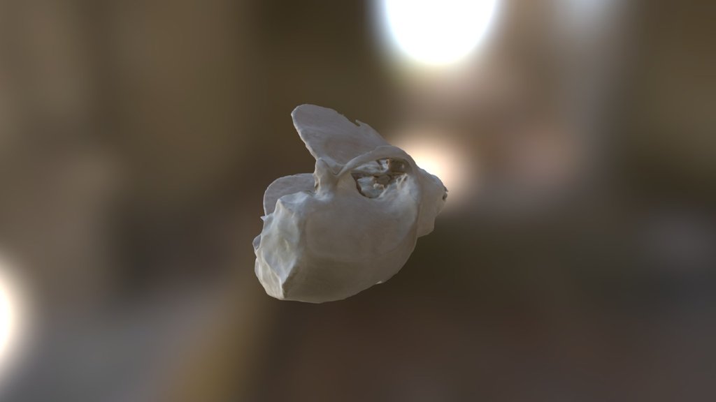 Howler Monkey - 3D model by rtrachman [50ab971] - Sketchfab