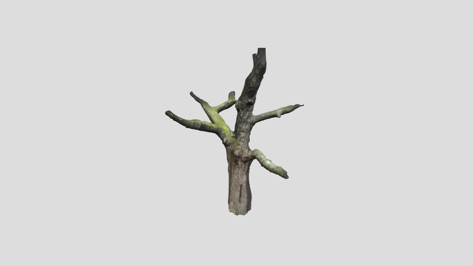 old cherry tree without leaves - Download Free 3D model by fledeboer ...