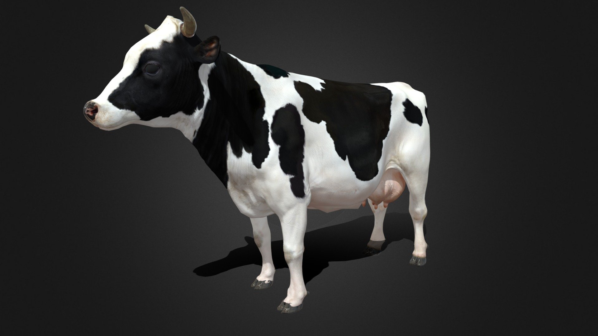 White Cow Rigged Animated Buy Royalty Free 3d Model By Owltic