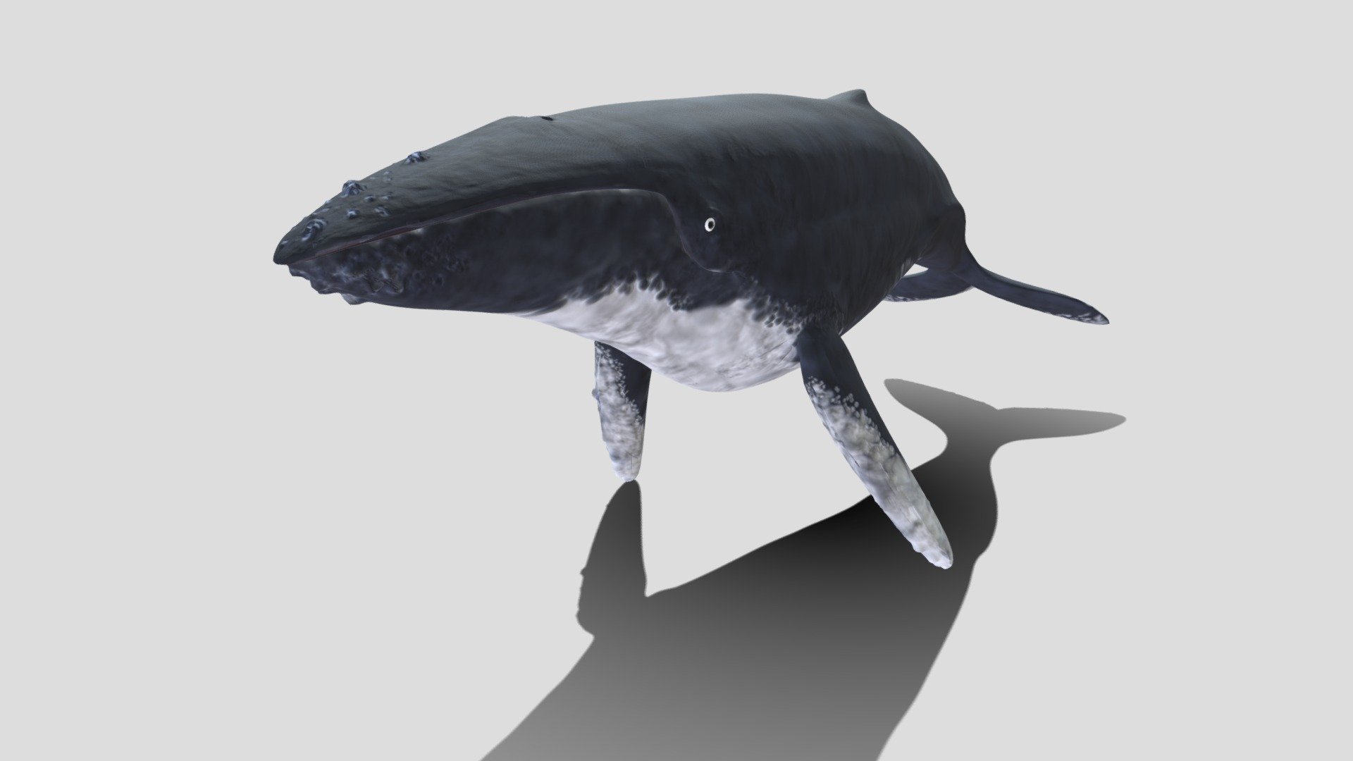 Baleine - 3D model by Mathieu Normandin (@Mathieu_Normandin) [50c0f62 ...