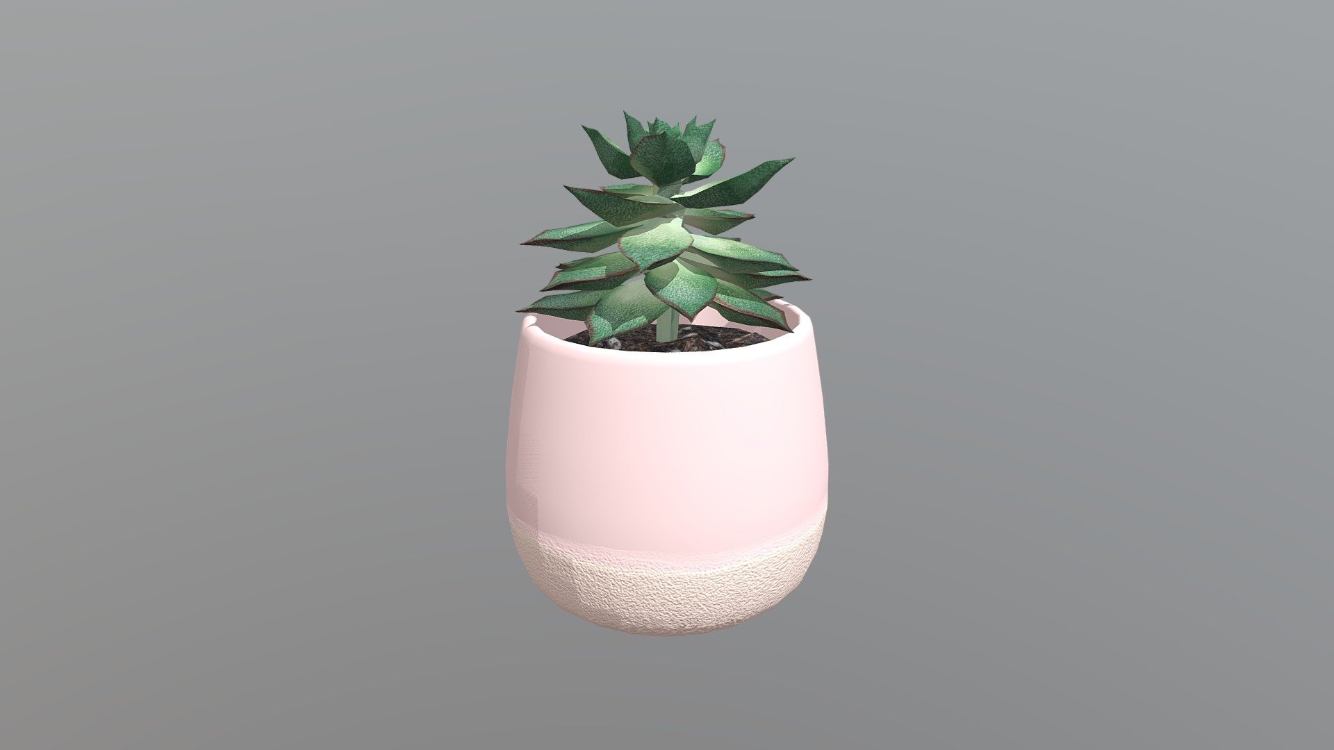 Succulent - Download Free 3D model by zkalli [50c2317] - Sketchfab