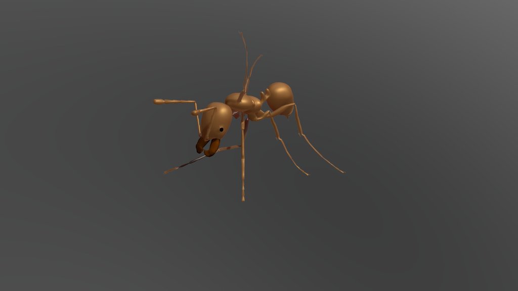 ants - A 3D model collection by Anthill Art (@anthillart) - Sketchfab