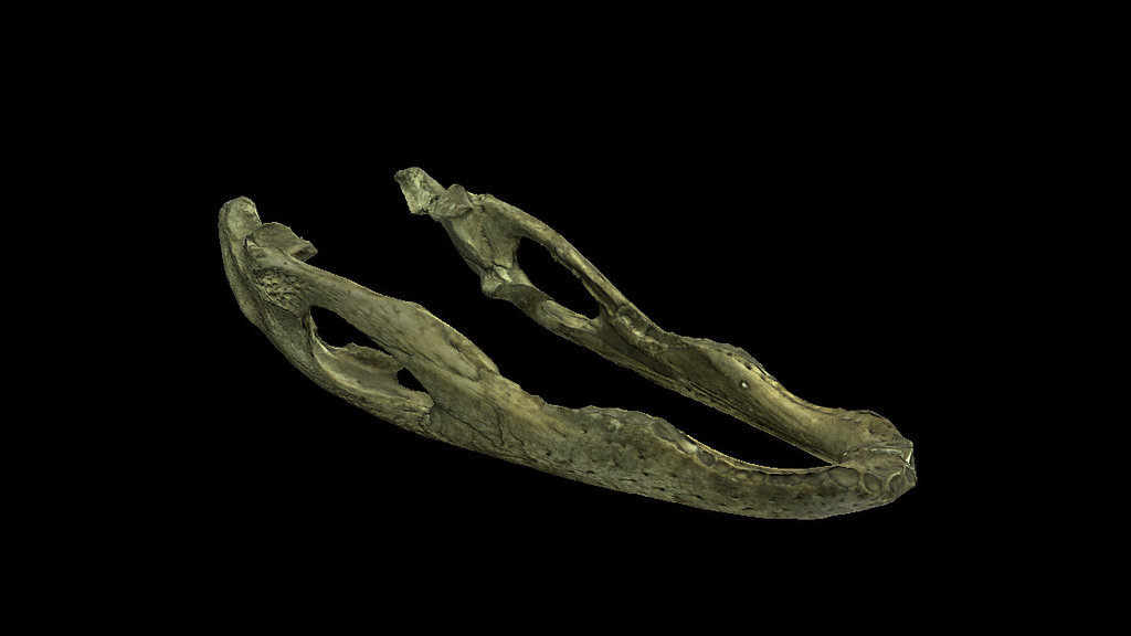 Crurotarsi - A 3D model collection by pikaia (@pikaia2) - Sketchfab