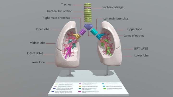 Trachea 3D models - Sketchfab