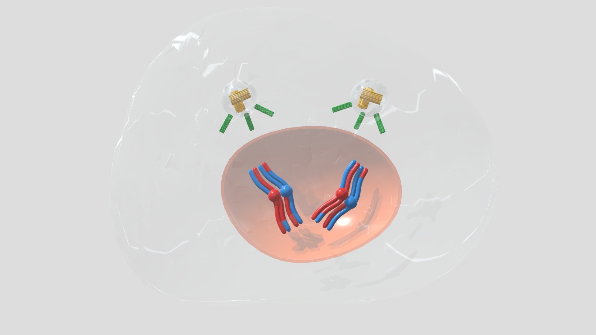 Cell Division 14 Meiosis I Prophase I Diplotene - 3D model by Júlio ...