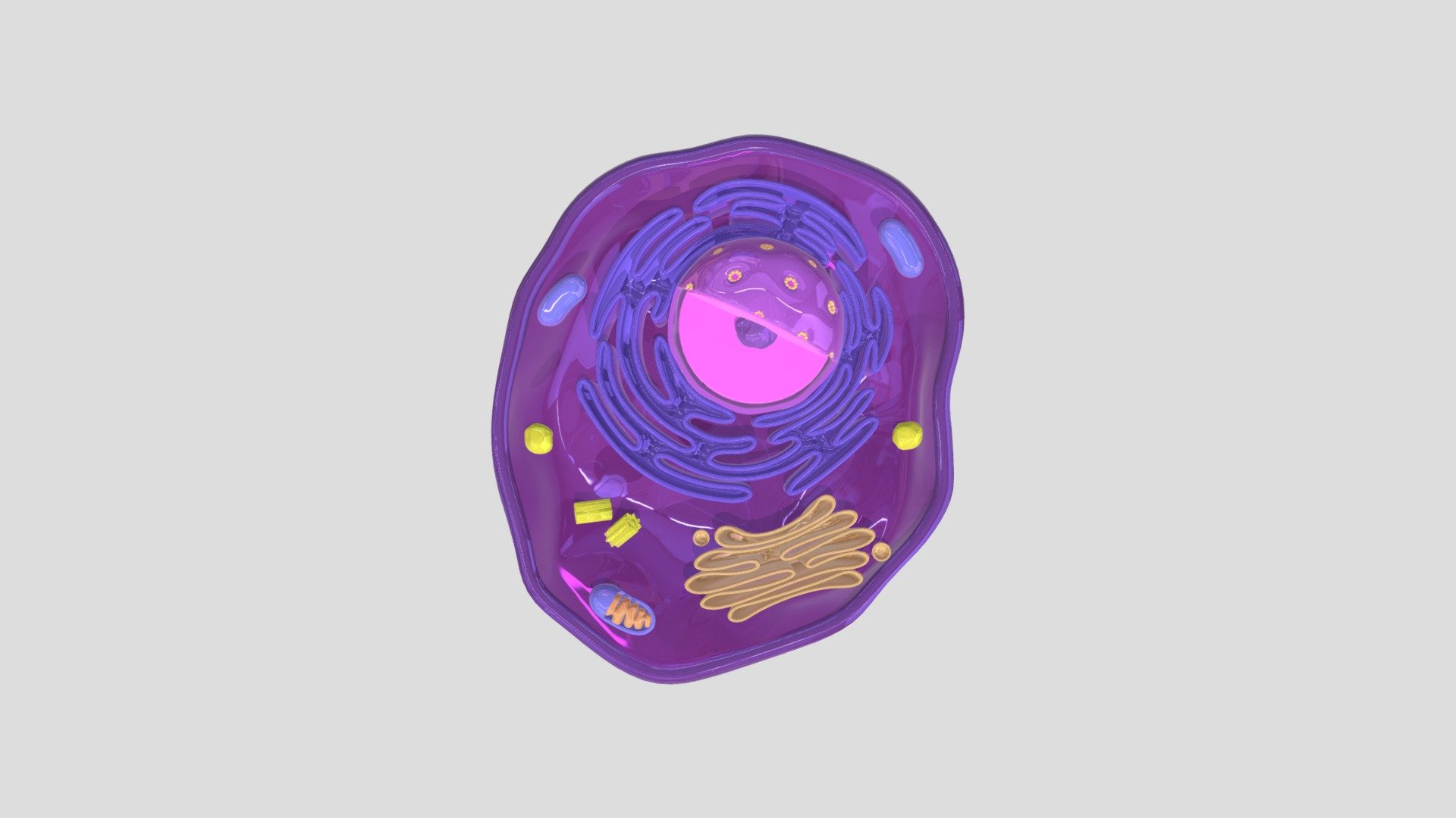 CELLULA ANIMALE - 3D model by concetta333 [50ced85] - Sketchfab