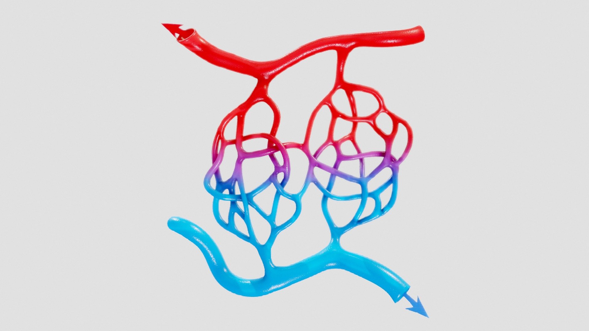 Blood Vessel Anatomy - 3D model by Nima (@h3ydari96) [50d55a6] - Sketchfab