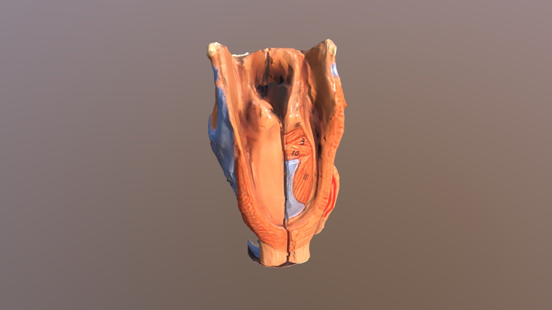 Larynx Model - Download Free 3D model by tklepach [50d88f2] - Sketchfab