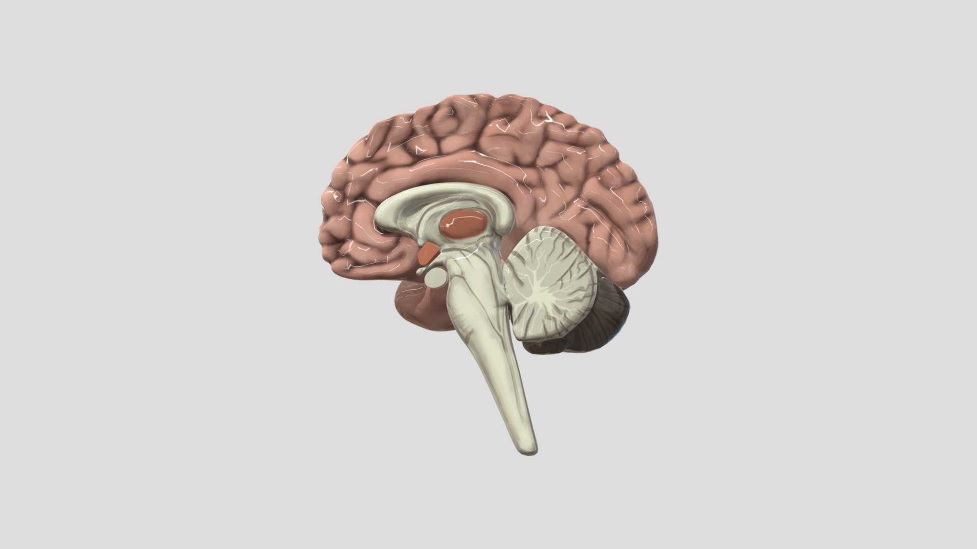 Brain Stem Psych Project - 3D model by shernerj [50dbf92] - Sketchfab
