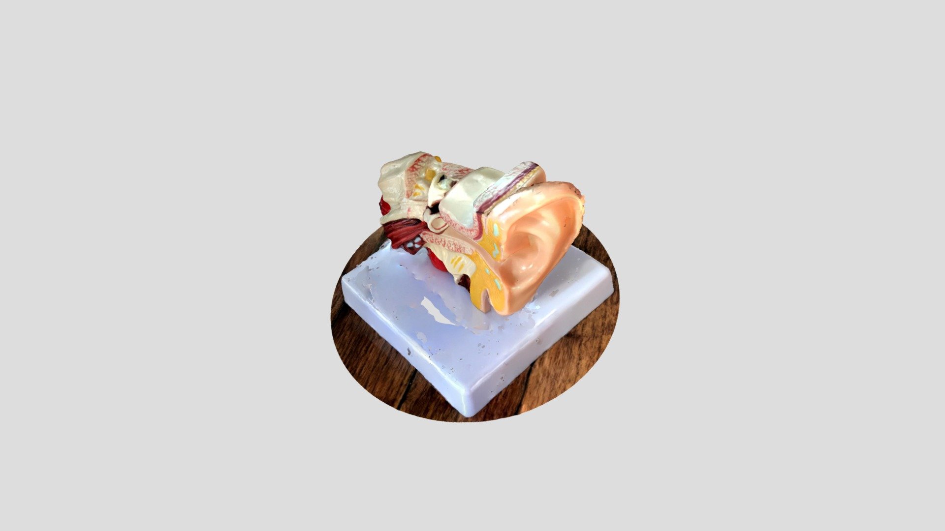 mgEar - Download Free 3D model by matthew.d.gantt [50de6c3] - Sketchfab