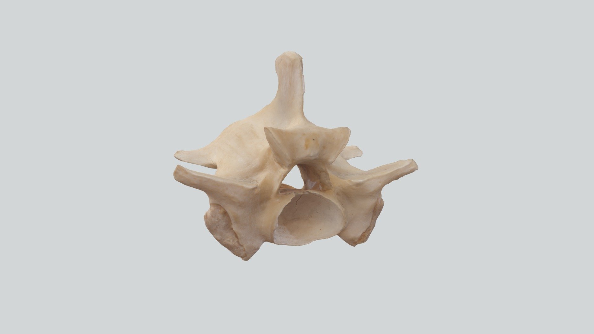 Vértebra de Pitón (Pythonidae) - 3D model by Laboratorio de Arte ...