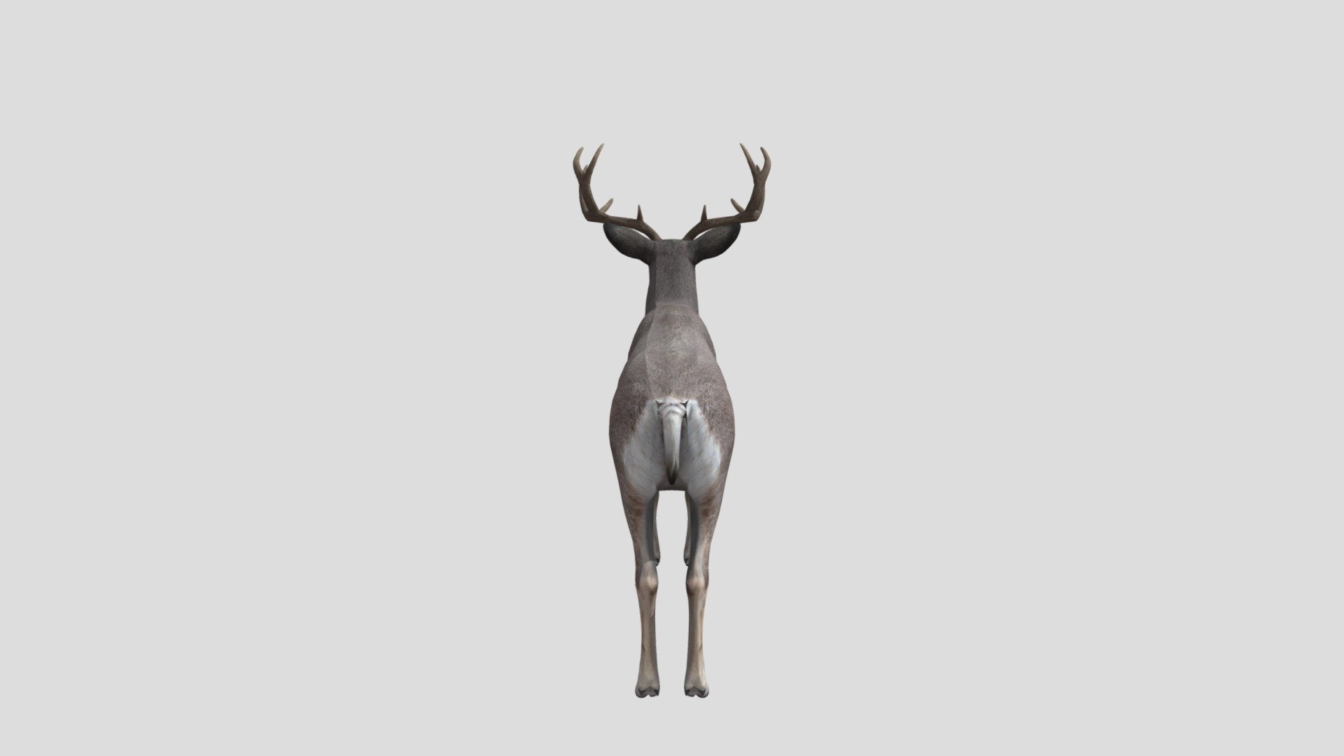 VENADO - 3D model by 2123200442 [50ebd7e] - Sketchfab