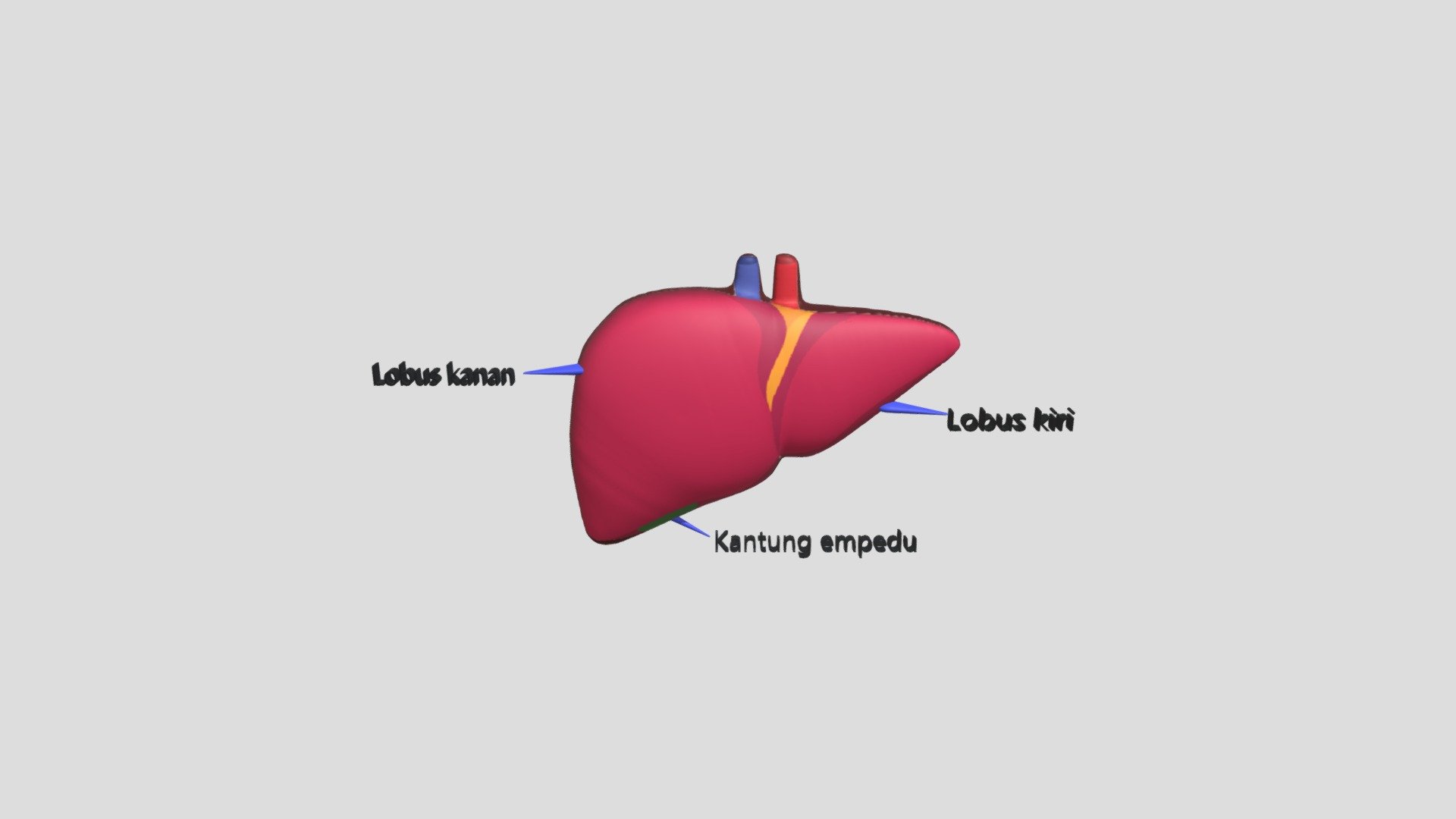 Organ Liver Manusia - Download Free 3D model by Sitiyiyisrahmah ...
