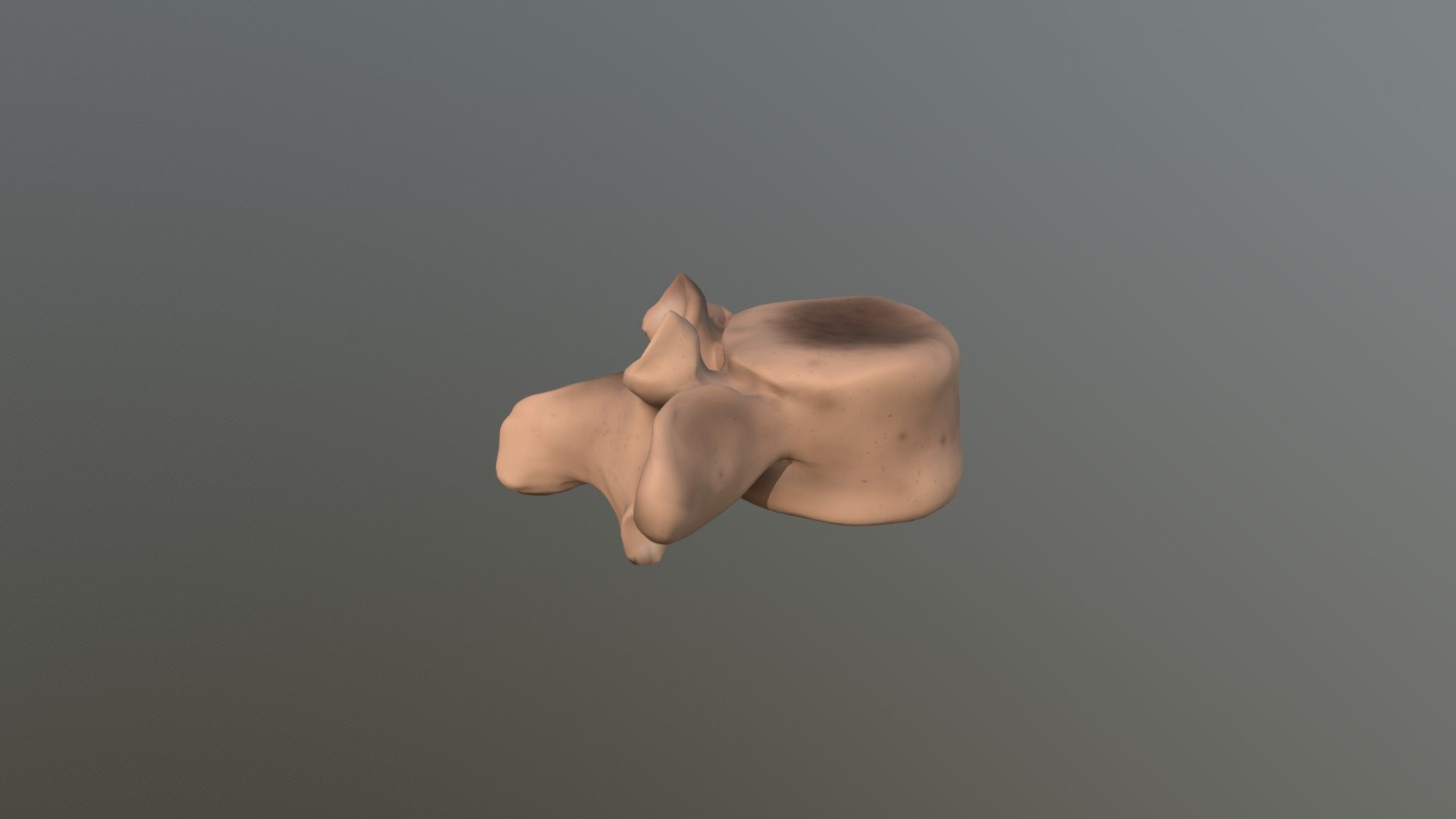 L5 Vertebrae - 3D model by juman hamza (@jhamza) [50f6300] - Sketchfab