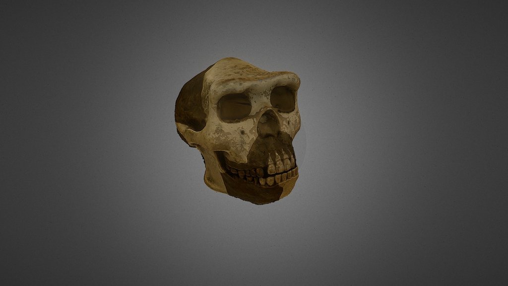 ISU Anthropology Skulls - A 3D model collection by Geospatial and ...