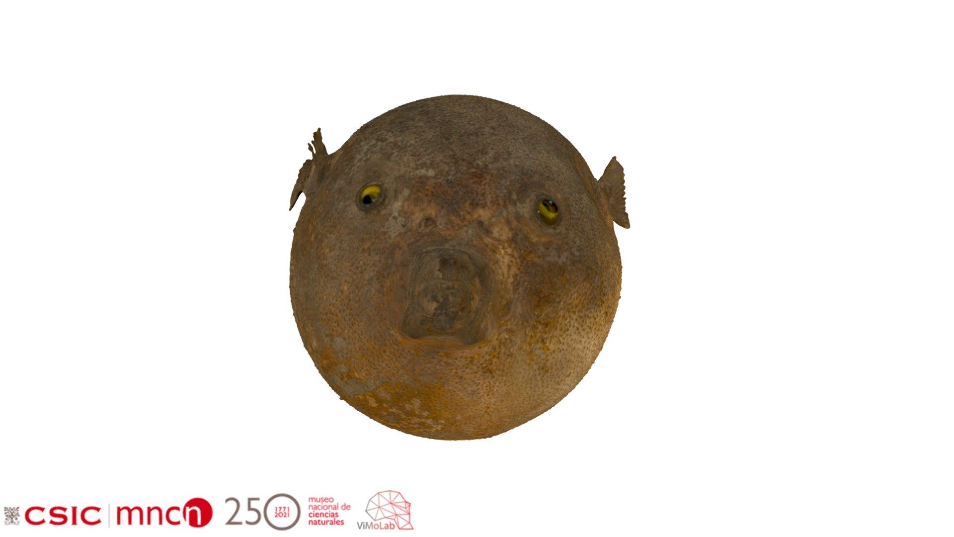 Tetraodon lineatus - MNCN298.036 - 3D model by MNCN [51054f0] - Sketchfab