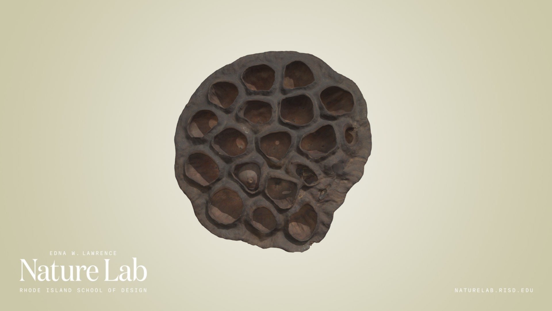 Lotus Seed Pod - 3D model by RISD Nature Lab (@RISDNaturelab) [510c24f ...