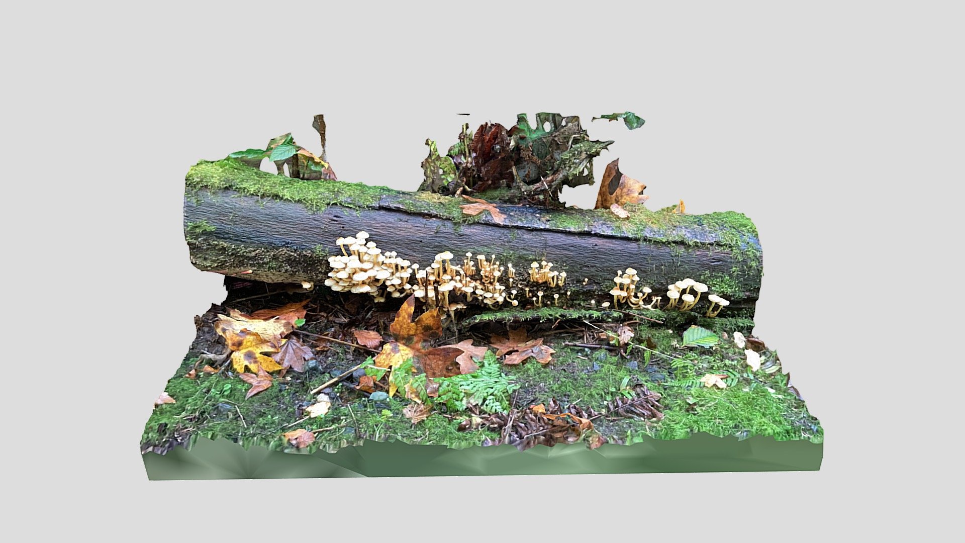 Mossy Log with Mushrooms - 3D model by M Parkinson (@chimaera_studio ...