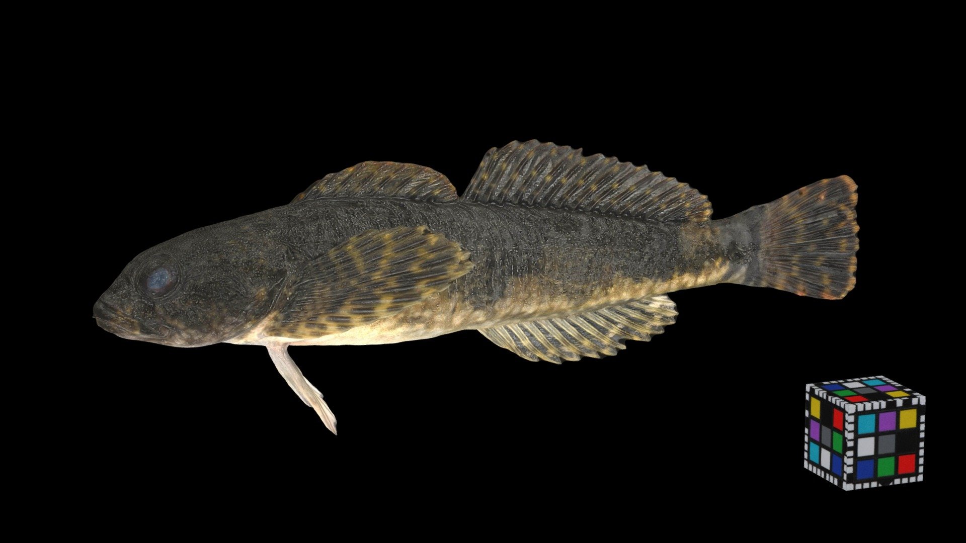 カジカ（中卵型？） River Sculpin, Cottus sp. (ME) - Download Free 3D model by ...