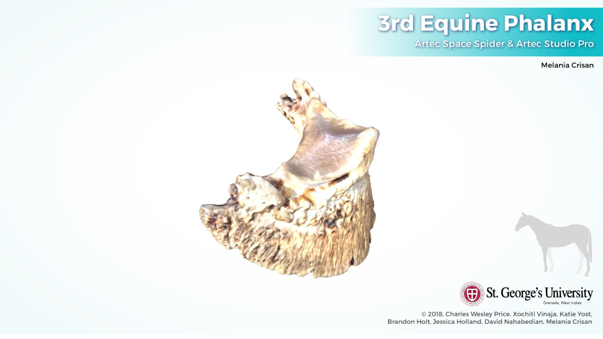 3D Scan: 3rd Equine Phalanx - 3D model by The Center for BioMedical ...