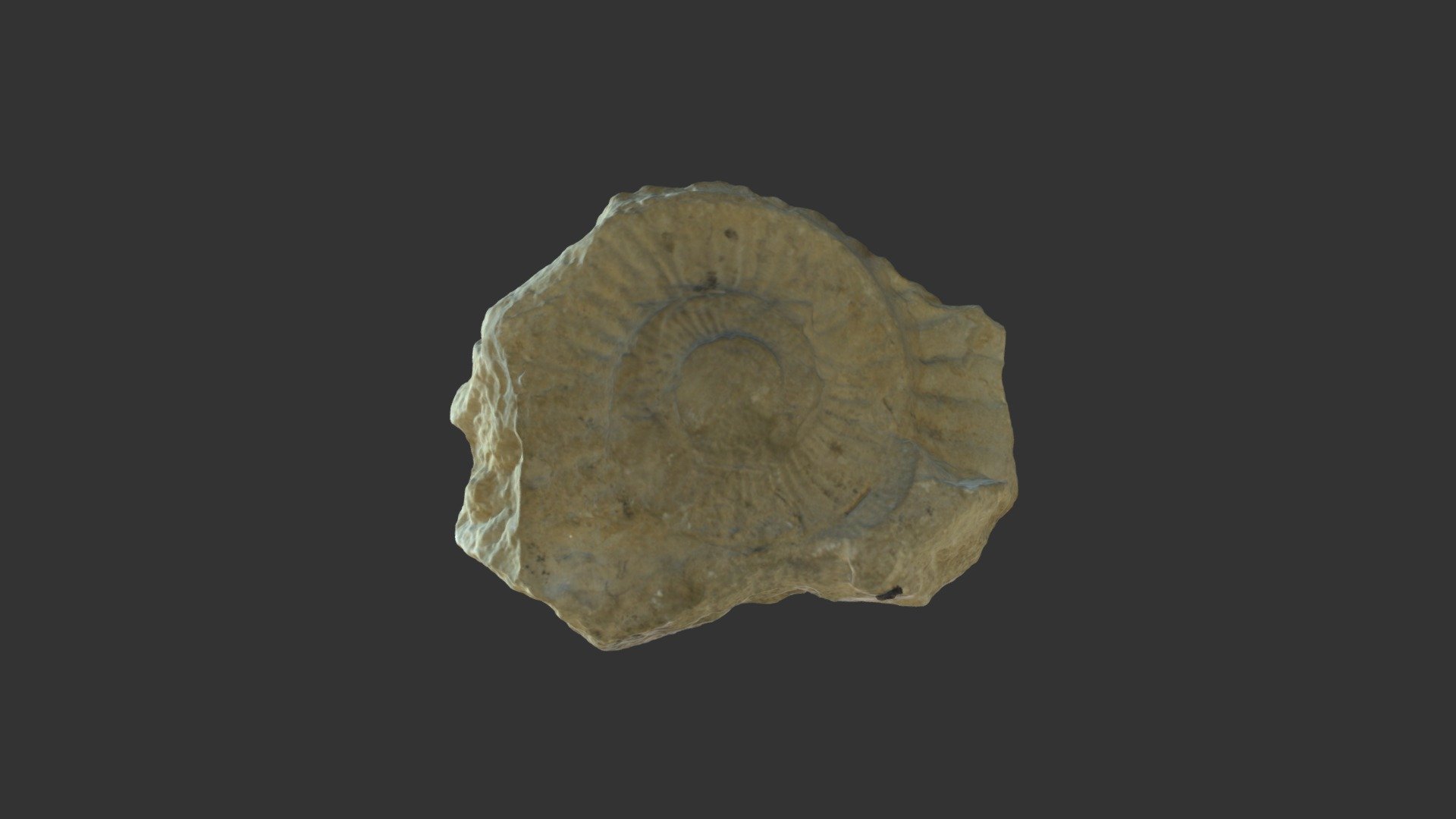 Ammonite2 - 3D model by svtlyceepasteur [511520e] - Sketchfab