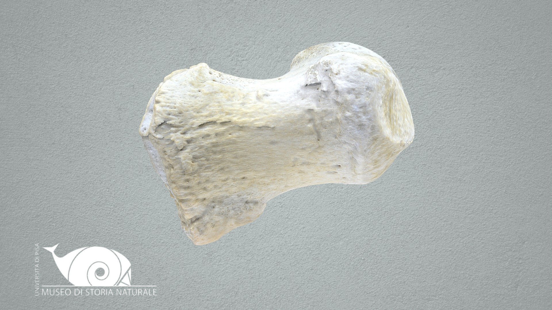 Risso's dolphin (Right humerus) - 3D model by Natural History Museum ...