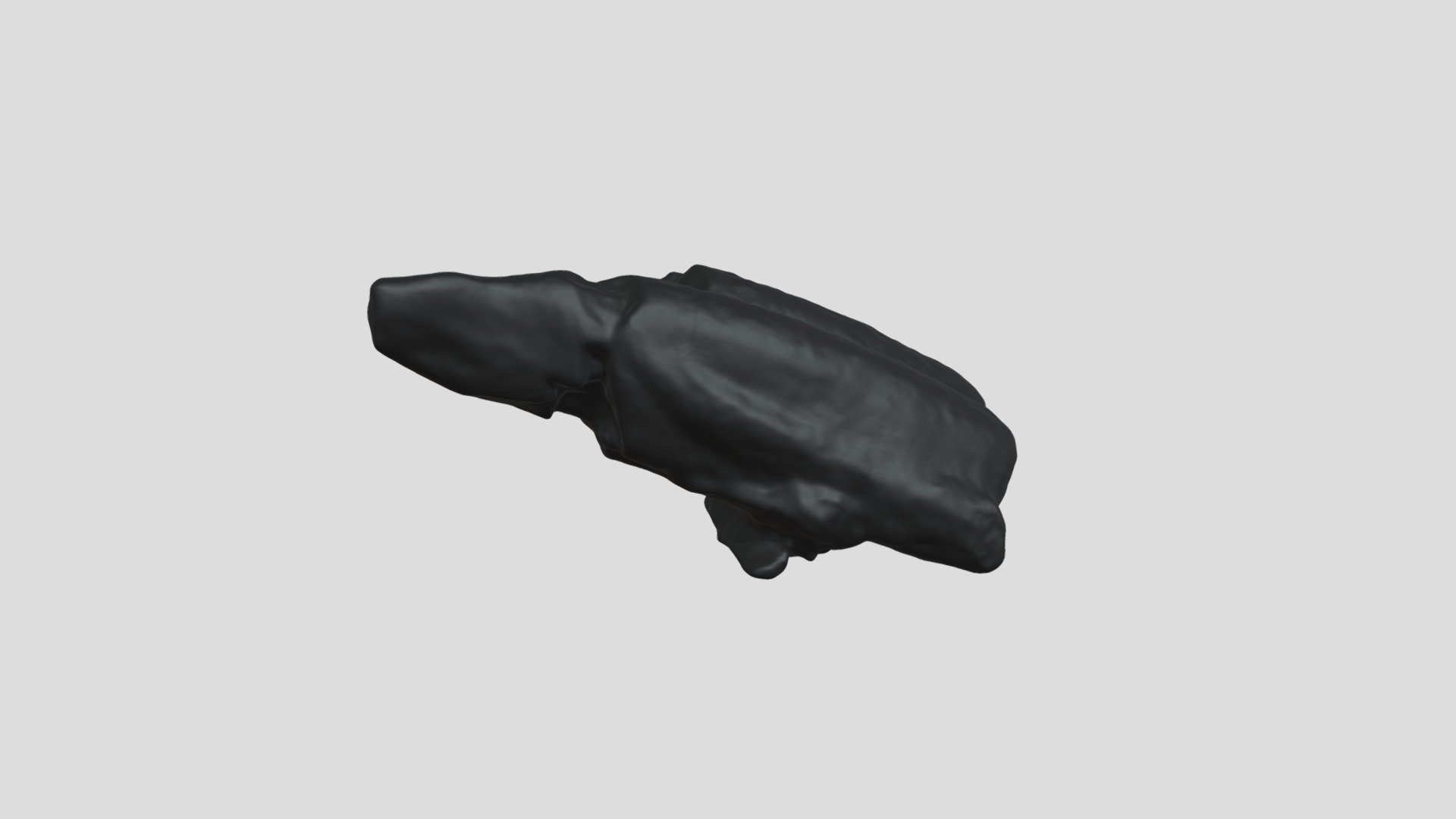 WSC8922-2 Scaphohippus sumani lower molar - Download Free 3D model by ...