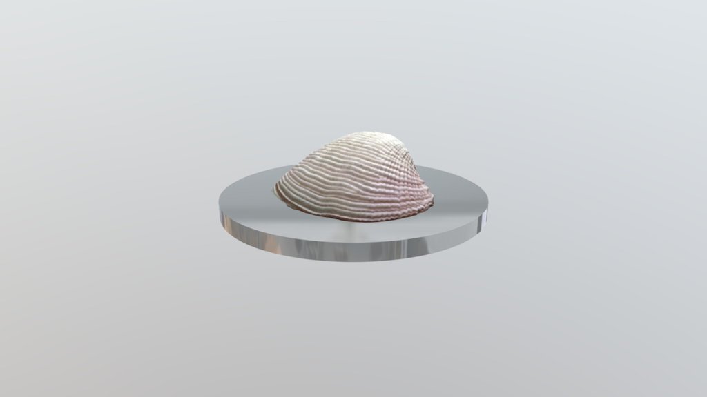 2K Shell (Top Scan) - 3D model by anomalyproductions [5120be9] - Sketchfab