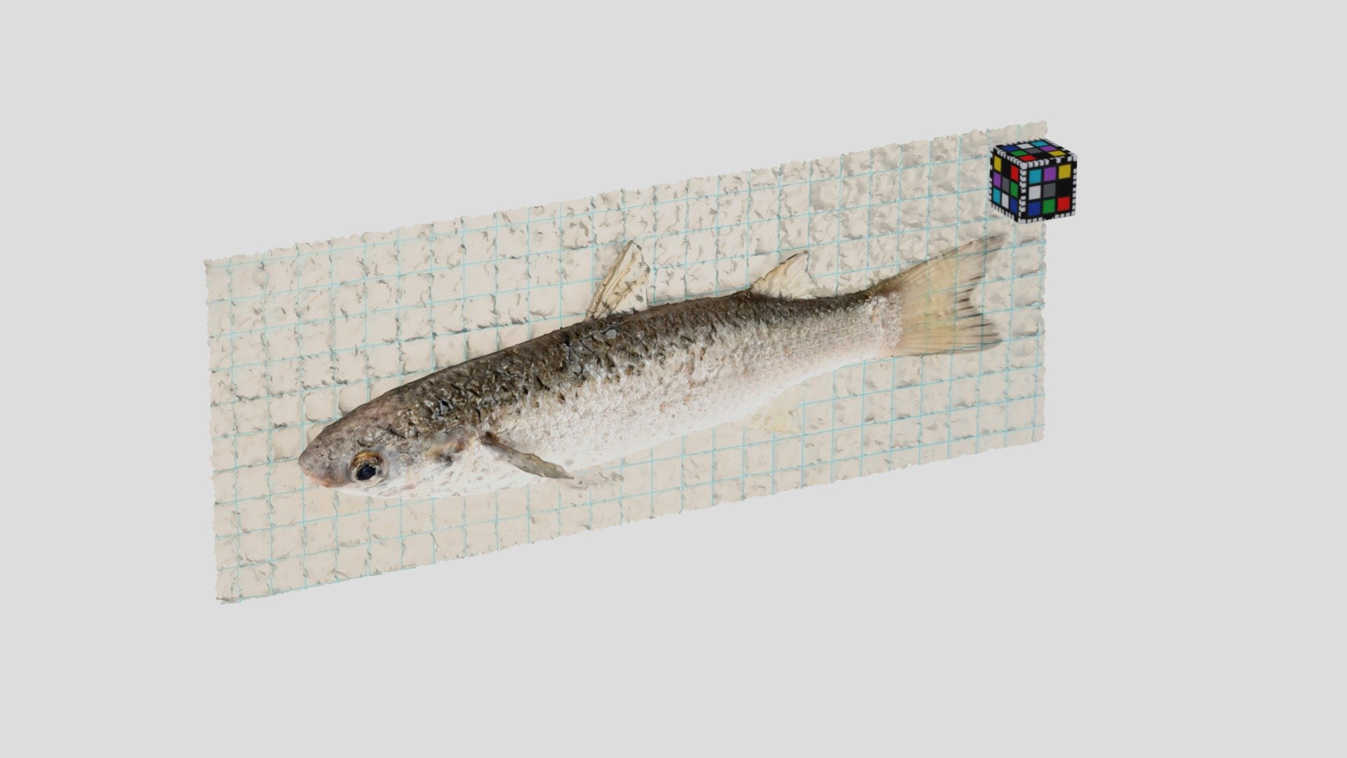 セスジボラ Liza affinis - Download Free 3D model by ffish.asia / floraZia ...
