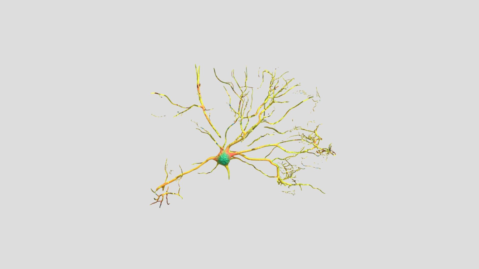 neurona - 3D model by perromario [512cbb9] - Sketchfab