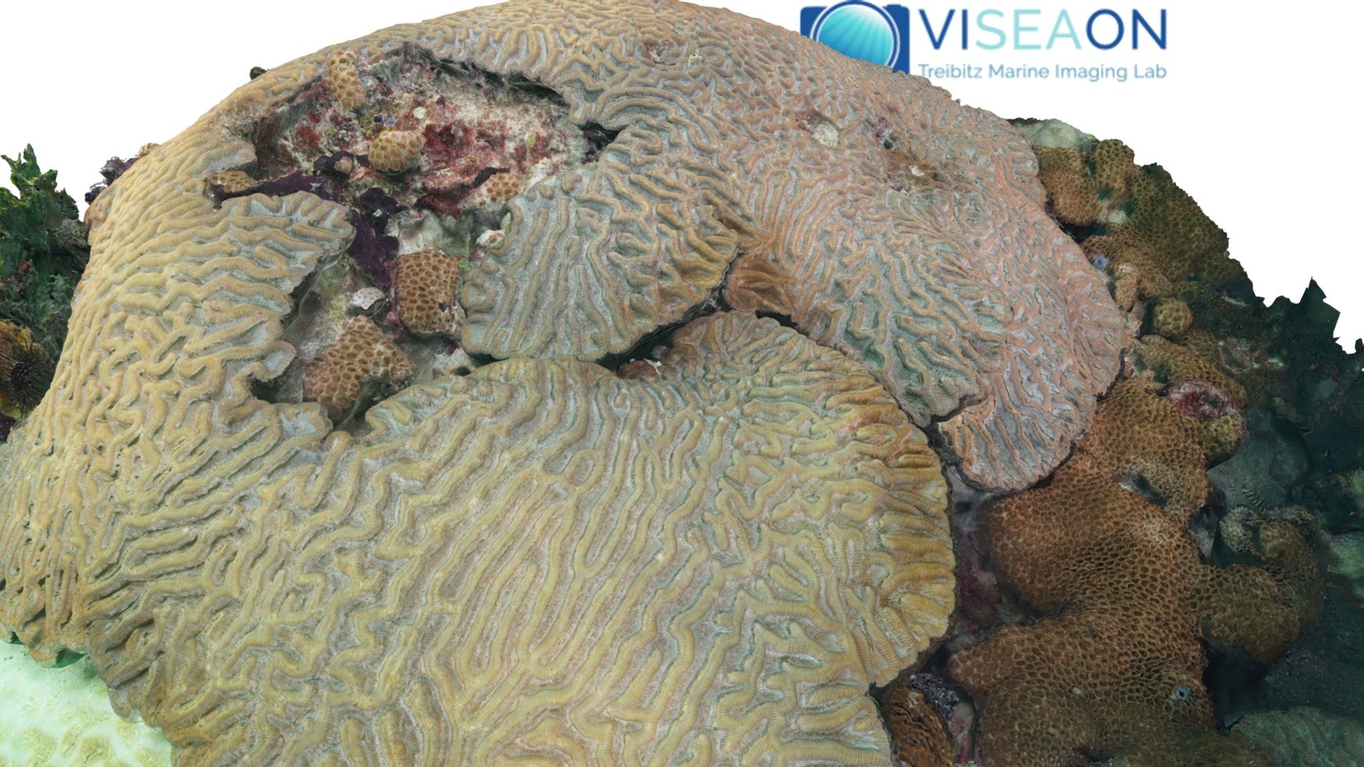 Brain Coral 13 From Bocas Del Toro, Panama - 3D model by VISEAON ...