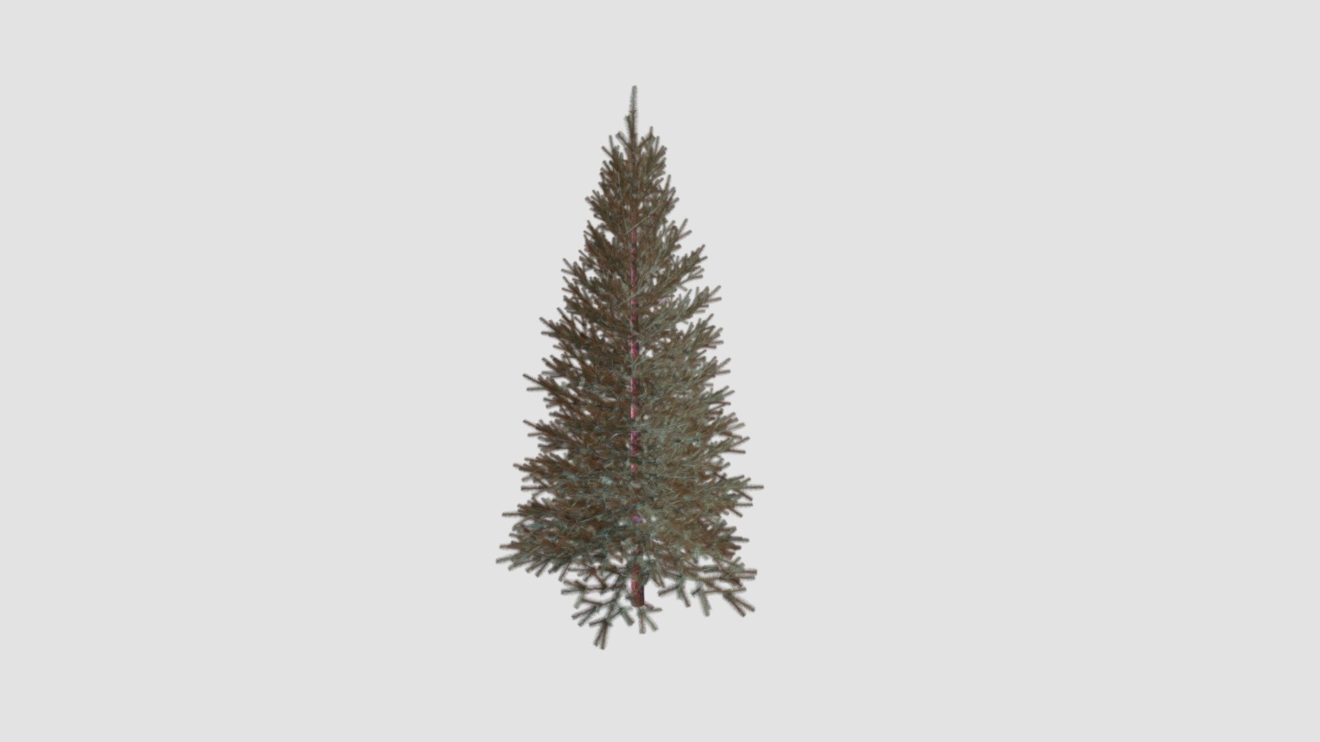 Pinus Plant - Buy Royalty Free 3D model by Evermotion [513e271 ...