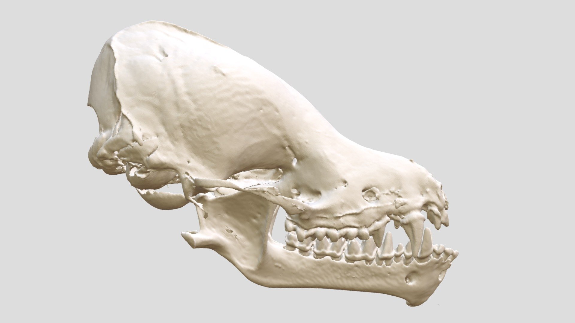 Myotis simus (MSB:Mamm:28510) - 3D model by Biodiversity [514a48a ...