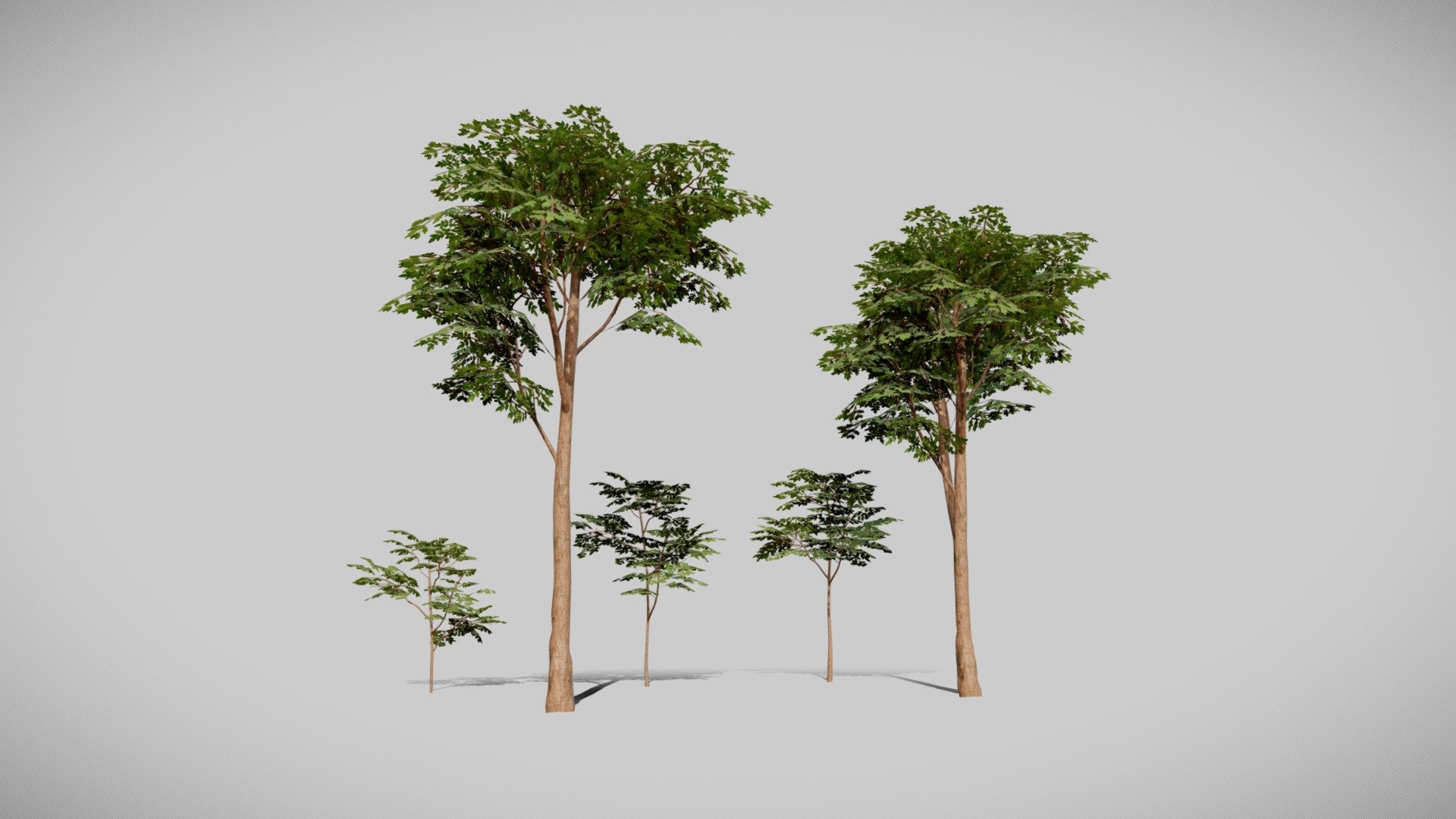 Tall Trees - Buy Royalty Free 3D model by Paul (@nathan.d1563) [514b92d ...